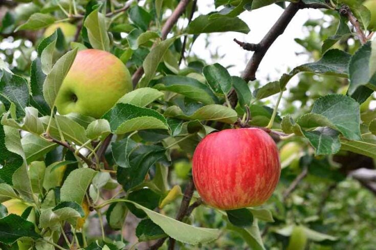 The Wolf River Apple Tree - Minneopa Orchards