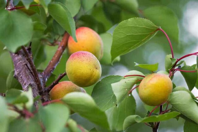 Growing Apricot Trees At Home: How To Grow and Care For Apricot Trees ...