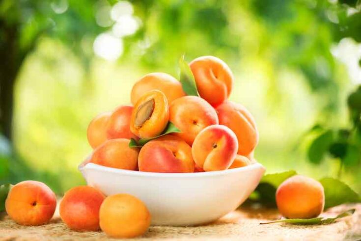 Growing Apricot Trees At Home: How To Grow and Care For Apricot Trees ...
