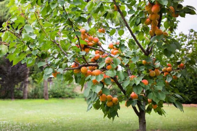 Growing Apricot Trees At Home: How To Grow and Care For Apricot Trees ...