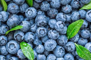 All About Jewel Blueberries - Minneopa Orchards