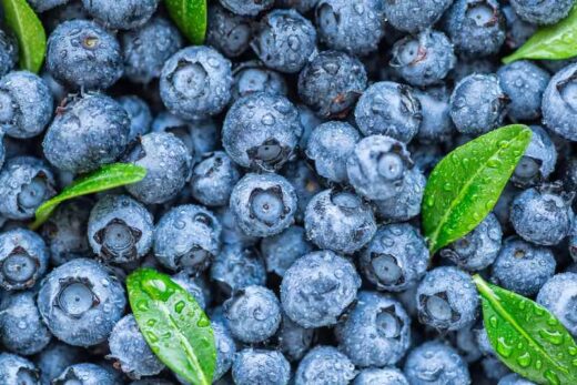 All About Jewel Blueberries - Minneopa Orchards
