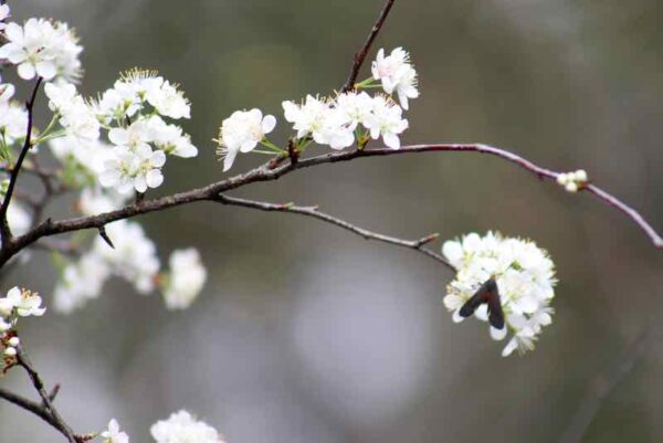 All About the Flatwood Plum - Minneopa Orchards
