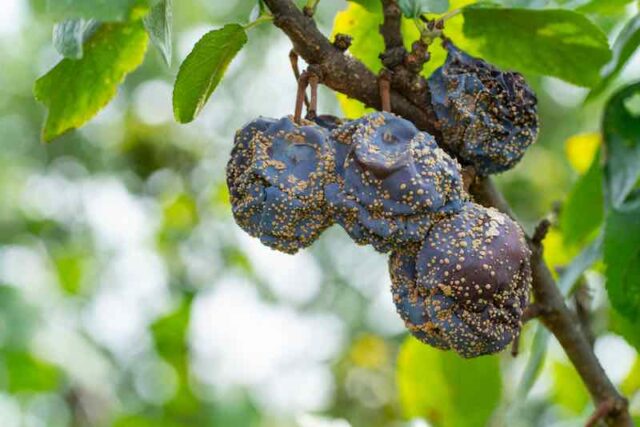Plum Tree Diseases - What to Watch for and How to Protect Your Plum ...