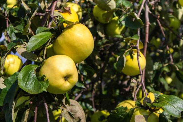 All About Dorsett Golden Apples - Minneopa Orchards