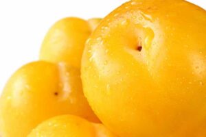 All About The Golden Plum Tree - Minneopa Orchards