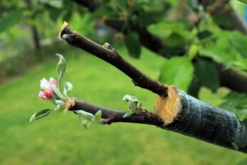 How to Graft an Apple Tree: A Complete Guide - Minneopa Orchards