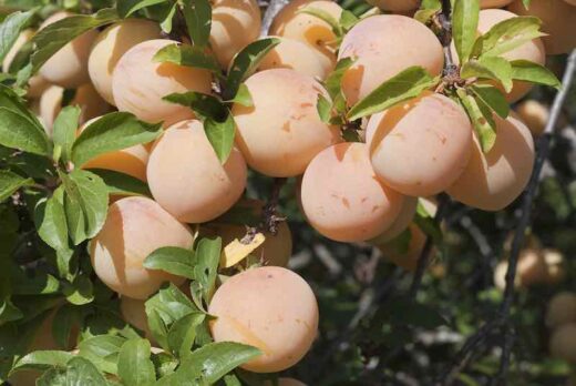 All About The Golden Plum Tree - Minneopa Orchards