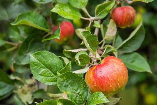 All About Jonathan Apples - Minneopa Orchards