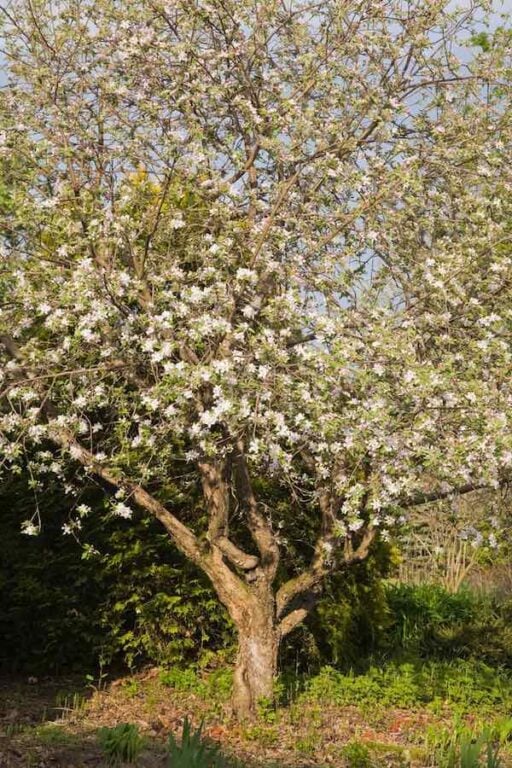 All About The Liberty Apple - Minneopa Orchards