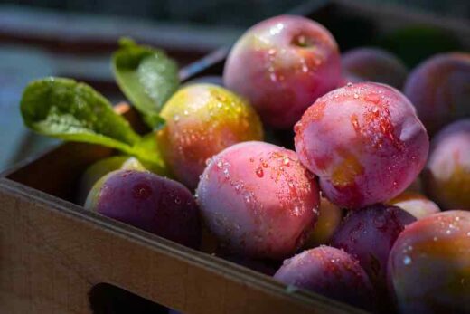Methley Plum Trees - Perfect for Beginners - Minneopa Orchards