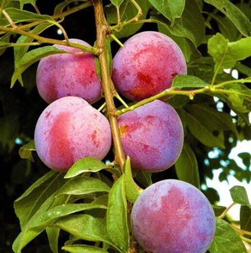 21 Types of Plum Trees - Minneopa Orchards
