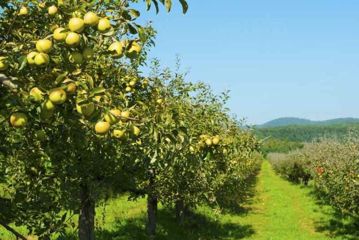 All About Dorsett Golden Apples - Minneopa Orchards