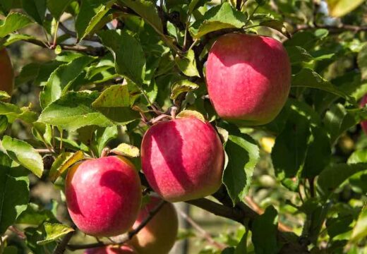 The 11 Best Apples For Apple Pie - Minneopa Orchards