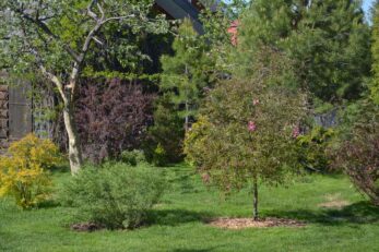All About The Pixie Crunch Apple - Minneopa Orchards