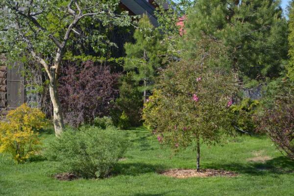 All About The Pixie Crunch Apple - Minneopa Orchards