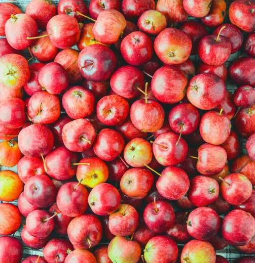 All About The Pixie Crunch Apple - Minneopa Orchards