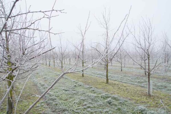 All About The Golden Plum Tree - Minneopa Orchards