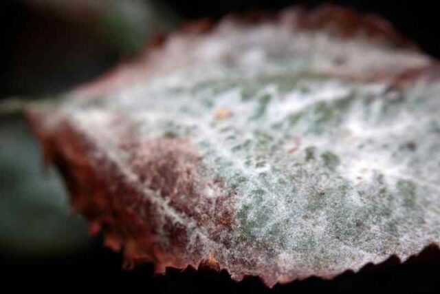10 Common Cherry Tree Diseases - Minneopa Orchards