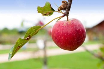 All About Zestar Apples - Minneopa Orchards