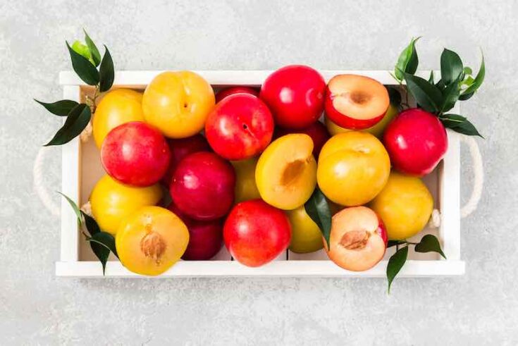 All About The Golden Plum Tree - Minneopa Orchards