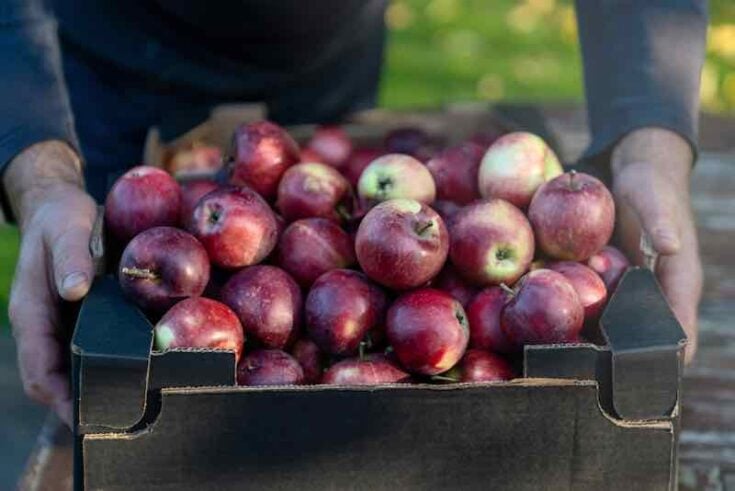 All About Spartan Apples - Minneopa Orchards