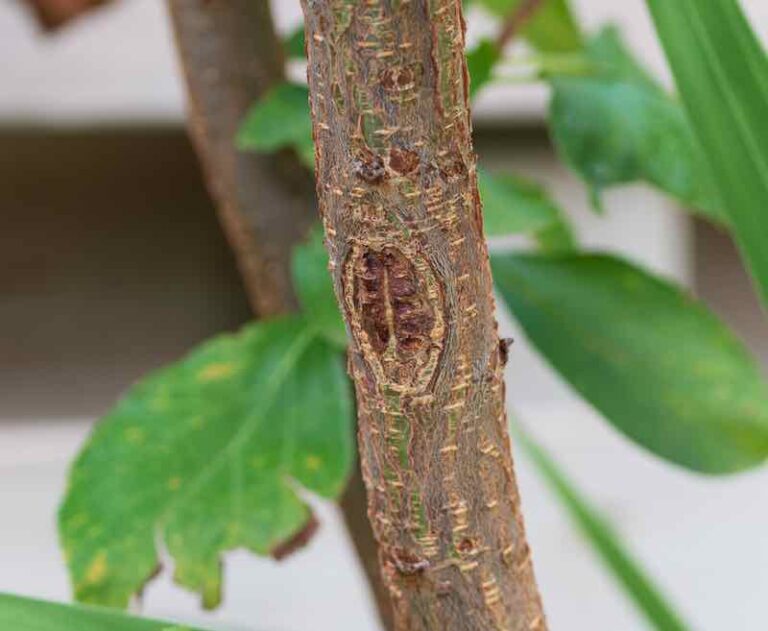 Plum Tree Diseases - What to Watch for and How to Protect Your Plum ...