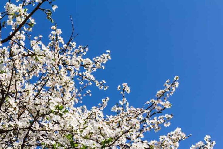 Methley Plum Trees - Perfect for Beginners - Minneopa Orchards