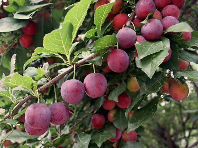 21 Types of Plum Trees - Minneopa Orchards