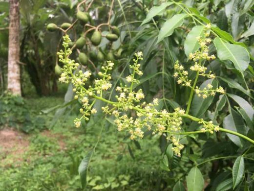 All About the Hog Plum - Minneopa Orchards