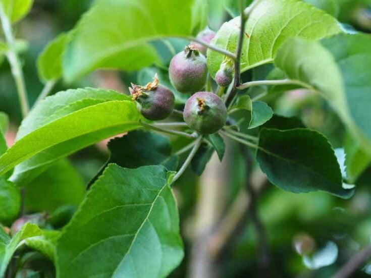 All About Envy Apples - Minneopa Orchards
