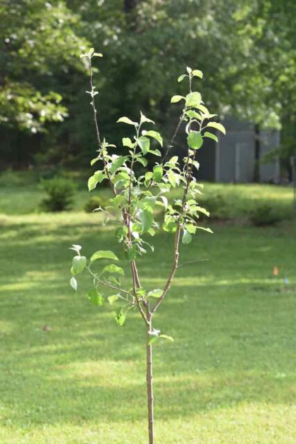 All About The Liberty Apple - Minneopa Orchards