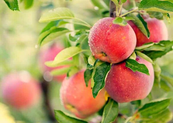 All About Zestar Apples - Minneopa Orchards