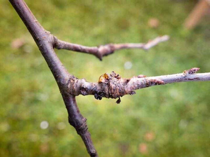 10 Common Blueberry Bush Diseases - Minneopa Orchards