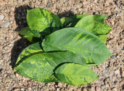 Plum Tree Diseases - What to Watch for and How to Protect Your Plum ...