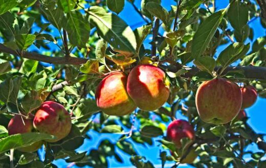 The Autumn Glory Apple Tree - Minneopa Orchards