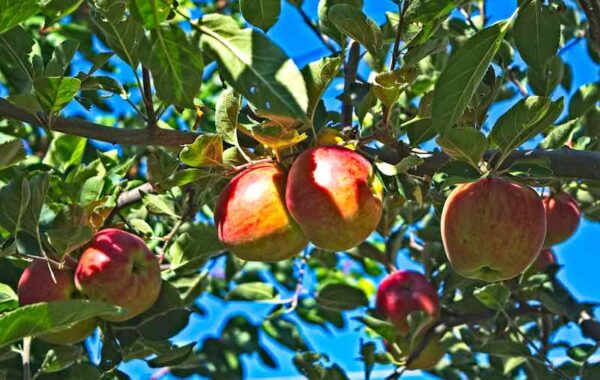 The Autumn Glory Apple Tree - Minneopa Orchards