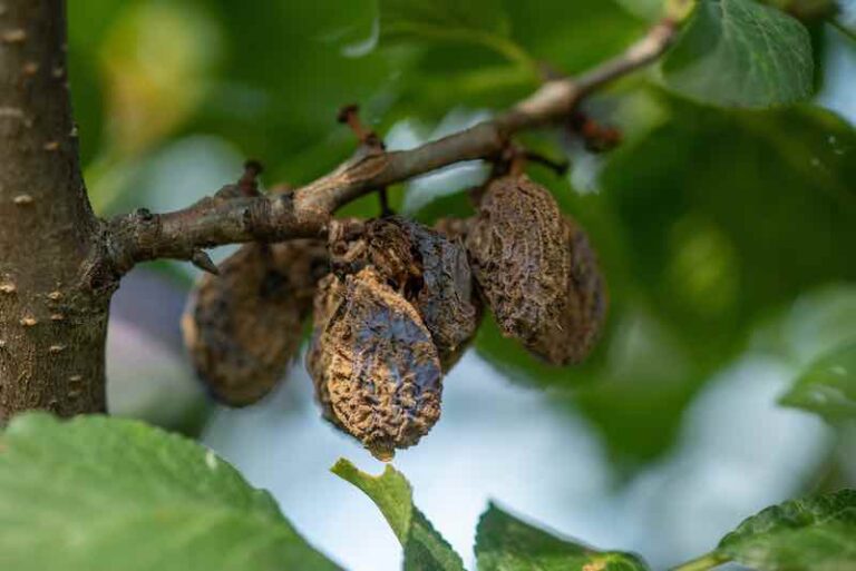 Plum Tree Diseases - What to Watch for and How to Protect Your Plum ...
