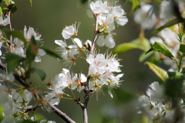 All About the American Plum - Minneopa Orchards