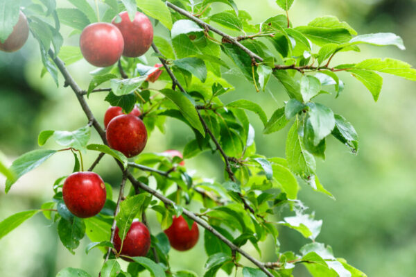 All About the American Plum - Minneopa Orchards