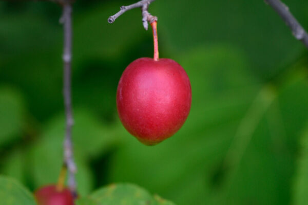 All About the American Plum - Minneopa Orchards