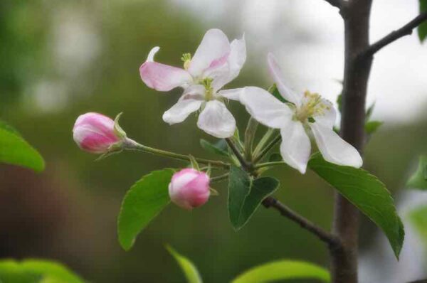 The Wolf River Apple Tree - Minneopa Orchards