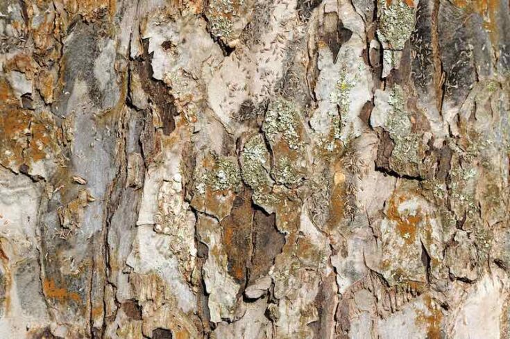 How to Identify An Apple Tree - Minneopa Orchards