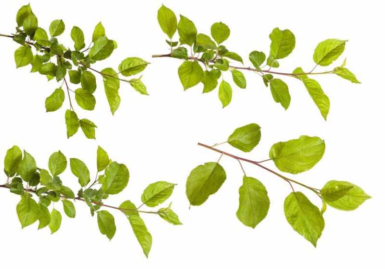 How to Identify An Apple Tree - Minneopa Orchards