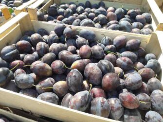 The Stanley Plum Tree - Minneopa Orchards