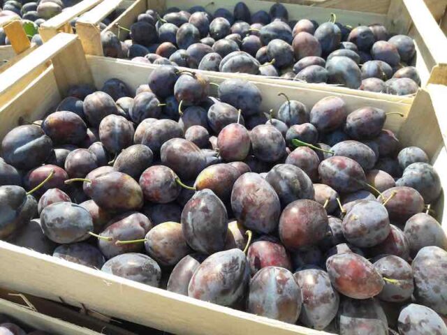The Stanley Plum Tree - Minneopa Orchards