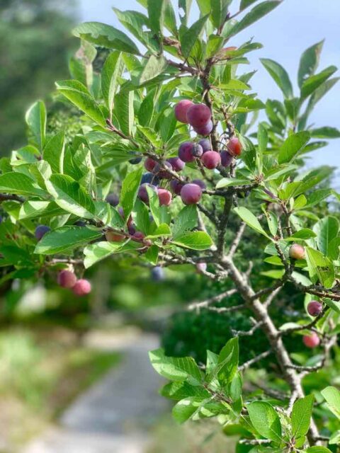 All About The Beach Plum Tree - Minneopa Orchards