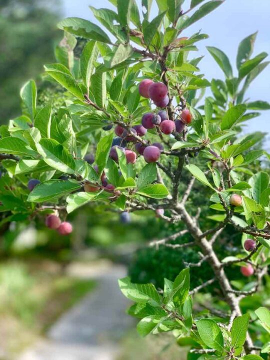 All About The Beach Plum Tree - Minneopa Orchards