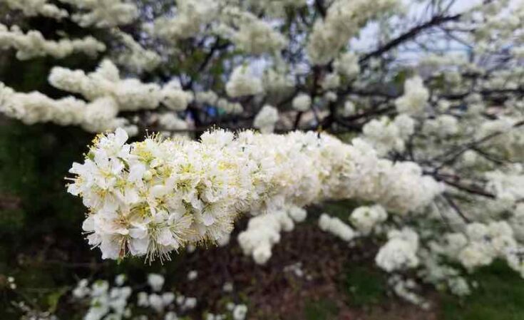 All About The Beach Plum Tree - Minneopa Orchards