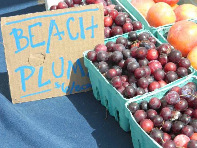 All About The Beach Plum Tree - Minneopa Orchards